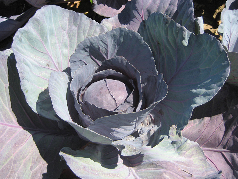 Red Dynasty - Agroarm