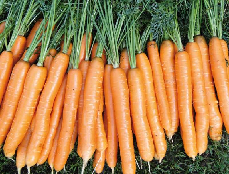 Almaro - Agroarm